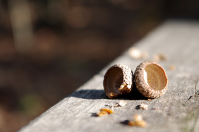 Acorns are once again in short supply