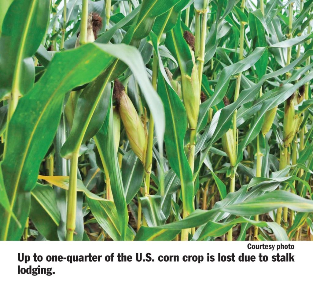 Stronger corn stalks could lead to greater food security